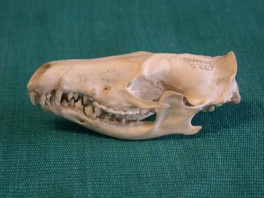 Collections : Museum : University of Dundee